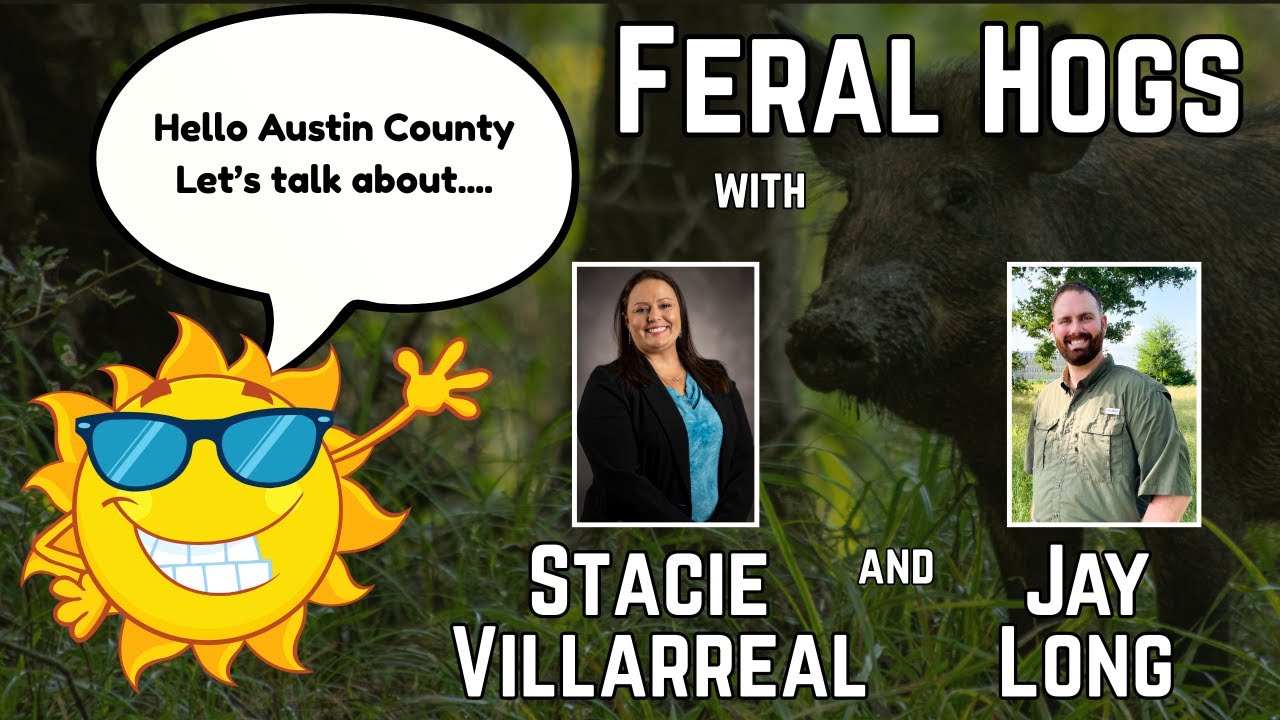 Texas A&M AgriLife NRI Focuses On Urban, Suburban Feral Hog Management ...
